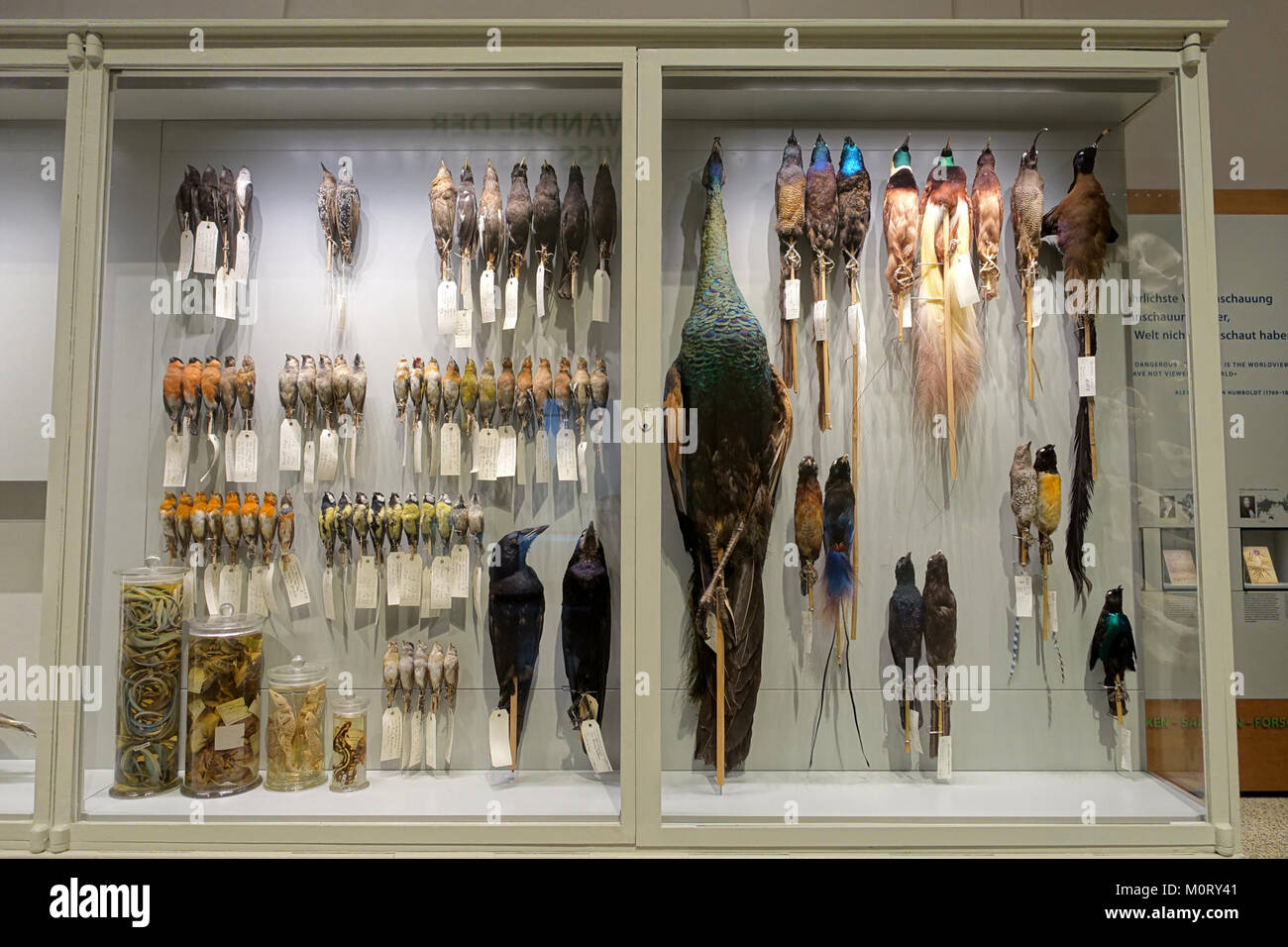 Biological collection collection specimens hi-res stock photography and ...