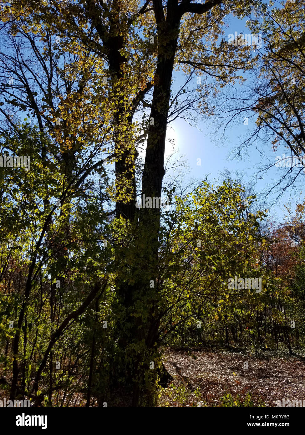 Cardiff Woods Park, located in Cardiff, Wales, is a public green space ...