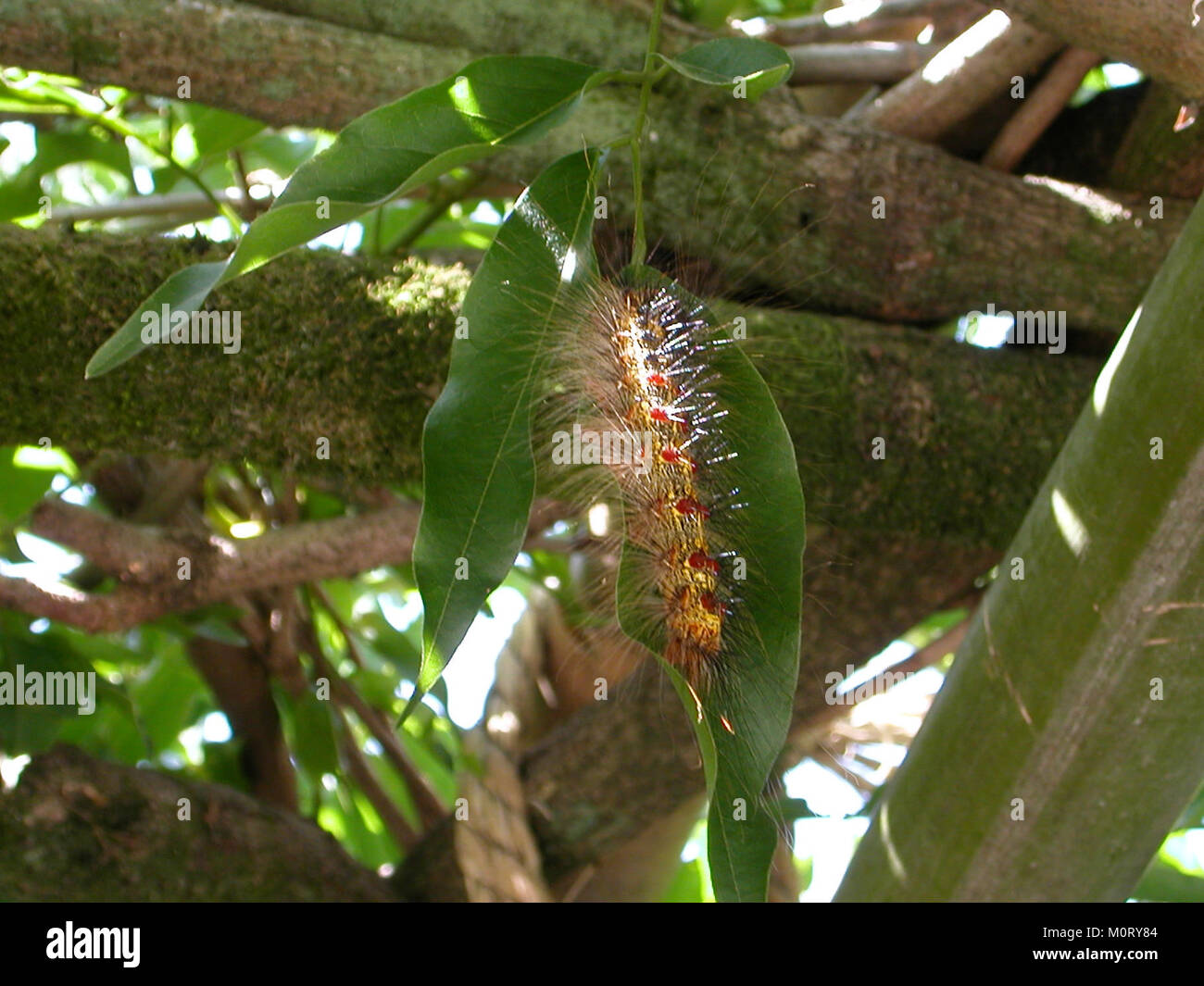 Japanese caterpillars hi-res stock photography and images - Alamy
