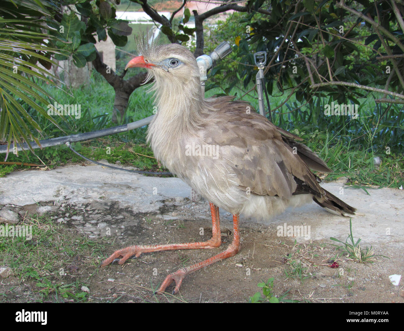 An image of the red-legged seriema (Cariama cristata), a bird native to ...
