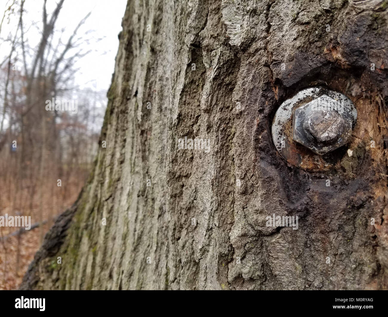 Cardiff Woods Park is a natural park known for its scenic trails ...