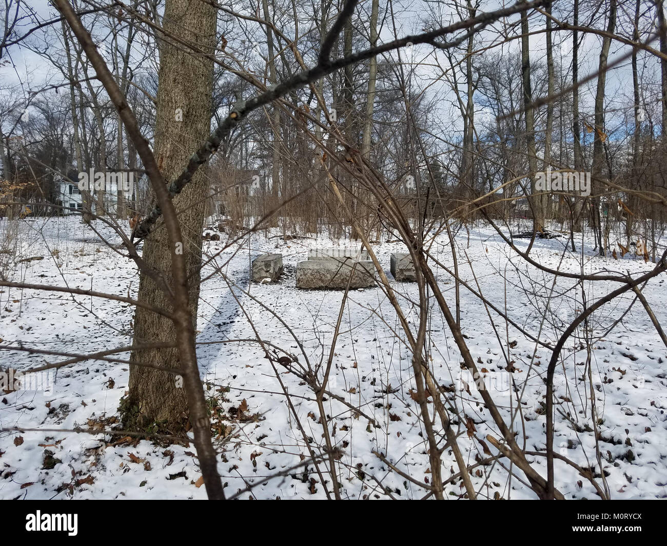 Cardiff Woods Park is a green space featuring lush forests, walking ...