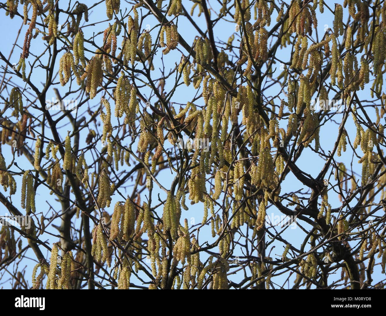 Early season pollination hi-res stock photography and images - Alamy