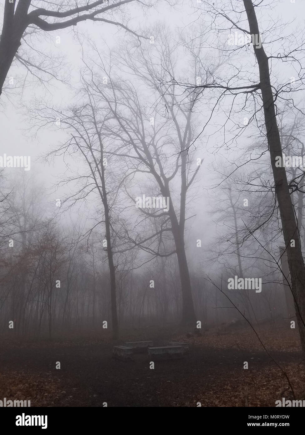 A photograph of Cardiff Woods Park, showcasing its natural beauty and ...