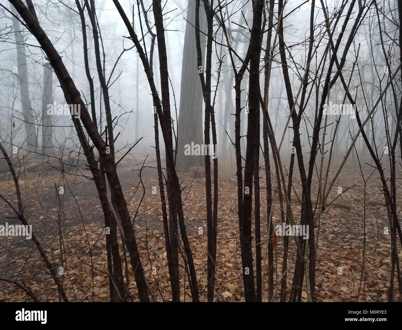 Cardiff Woods Park is a natural park located in Cardiff, featuring ...