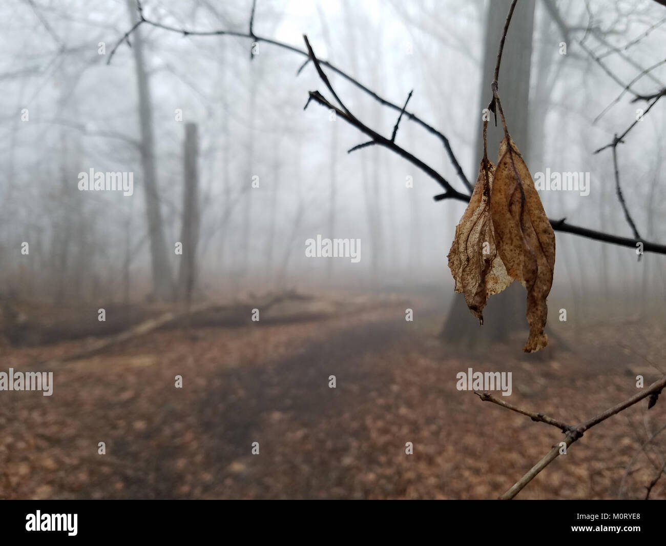 Cardiff Woods Park is a public park known for its natural beauty ...