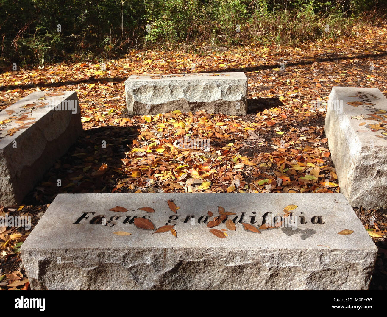 A photograph from Cardiff Woods Park, capturing the natural beauty and ...
