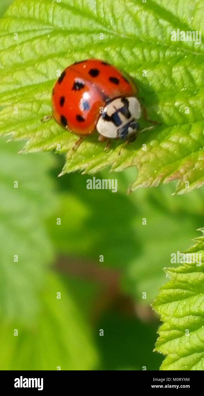 A ladybug, captured in a close-up image, is shown perched on the edge ...