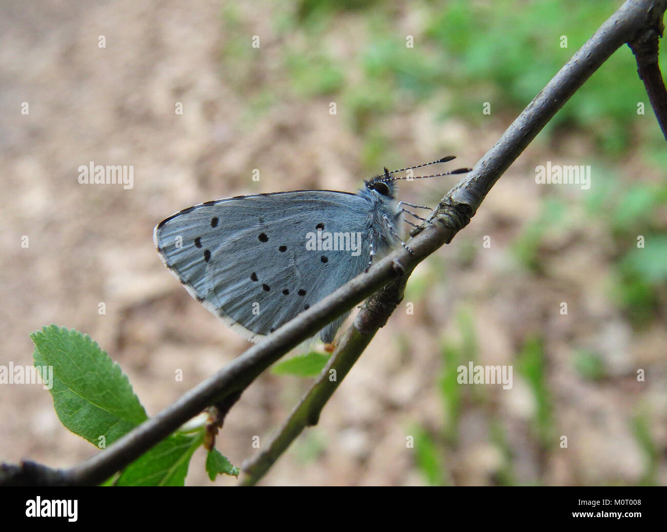The Celastrina argiolus, also known as the Spring Azure butterfly, was ...
