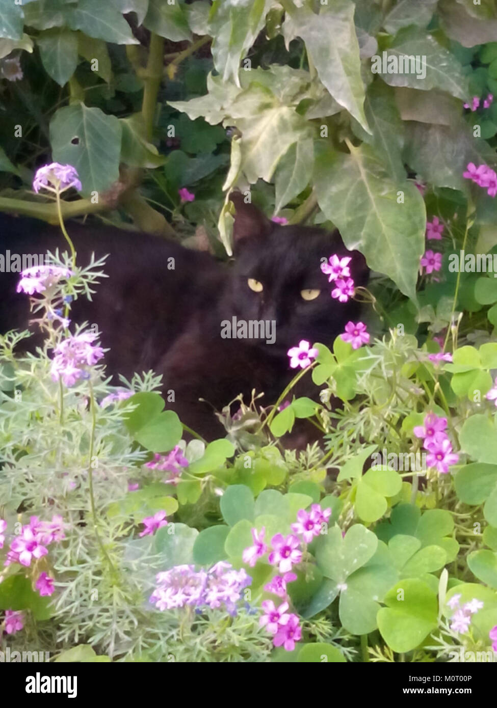 The image features a cat in a garden, showcasing a common domestic ...