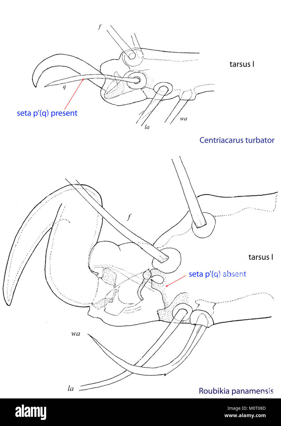 *Centriacarus turbator* is a species of mite in the order ...
