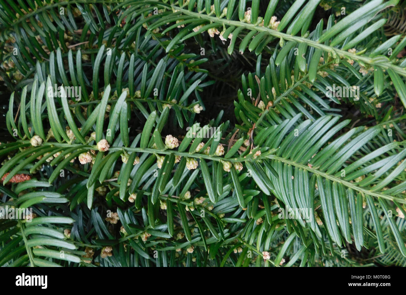 Japanese plum yew cephalotaxus harringtonia hi-res stock photography ...