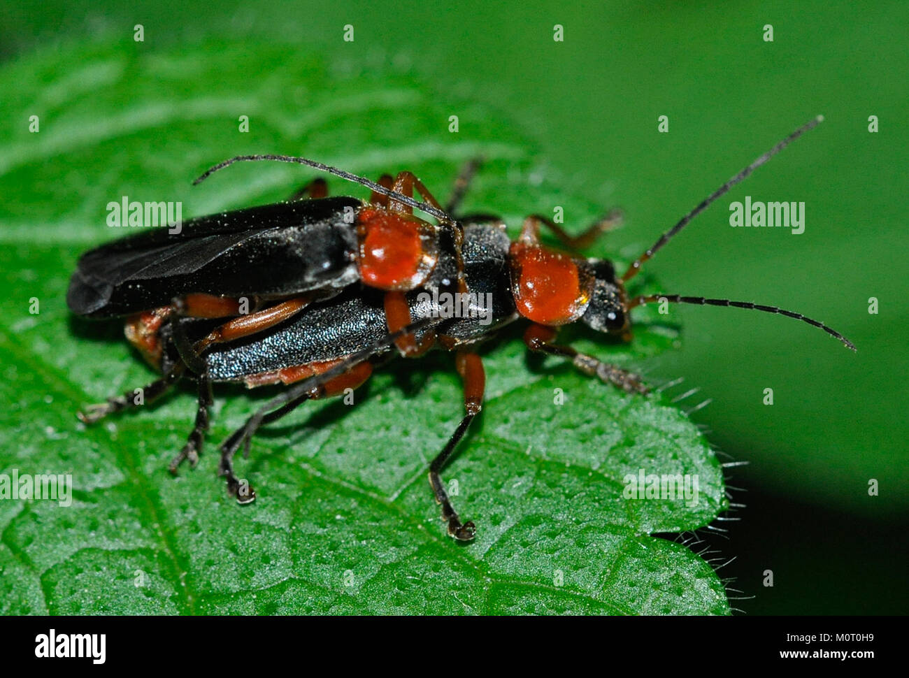 Image shows insect species hi-res stock photography and images - Alamy