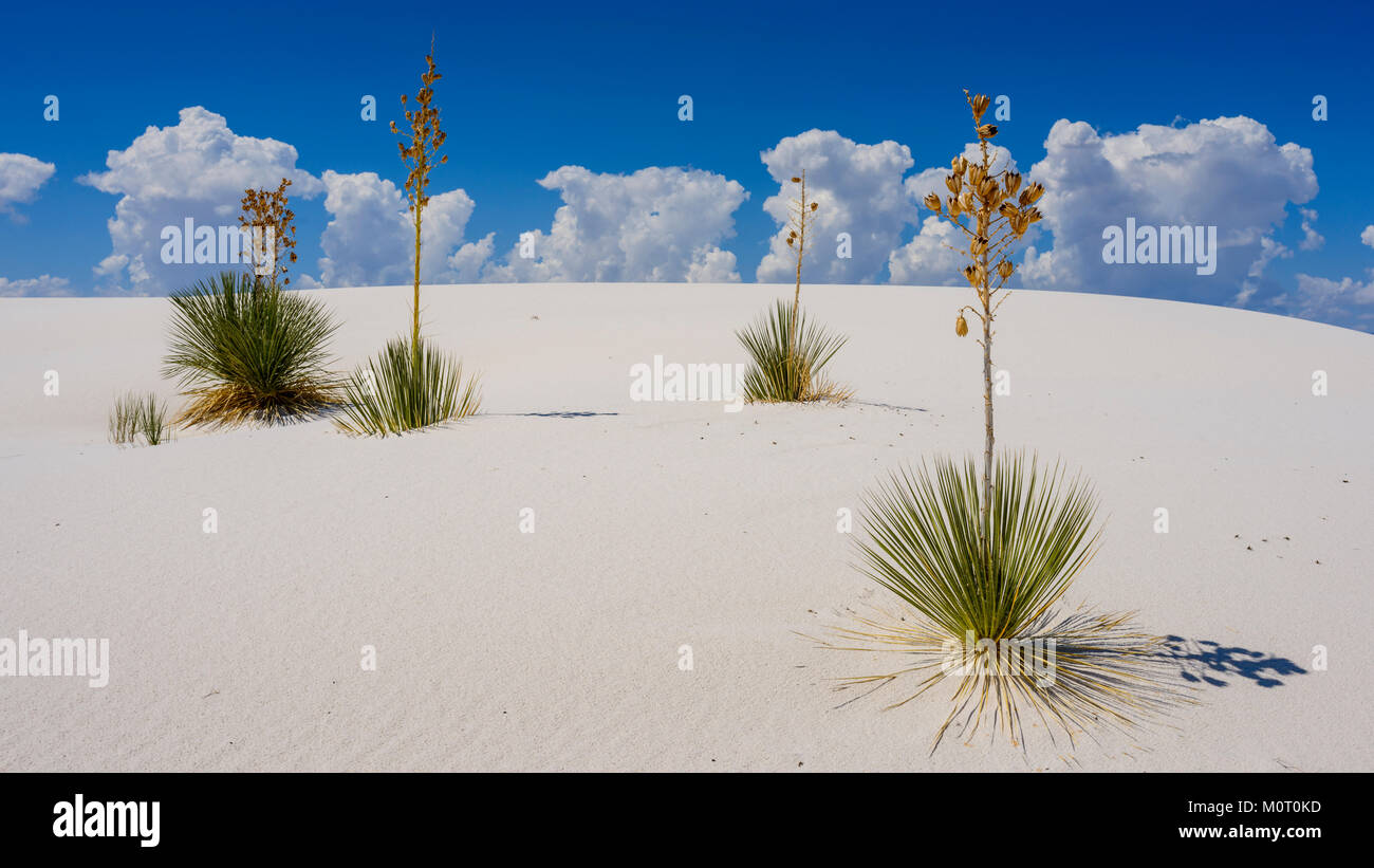 Yuccas of mexico hi-res stock photography and images - Alamy