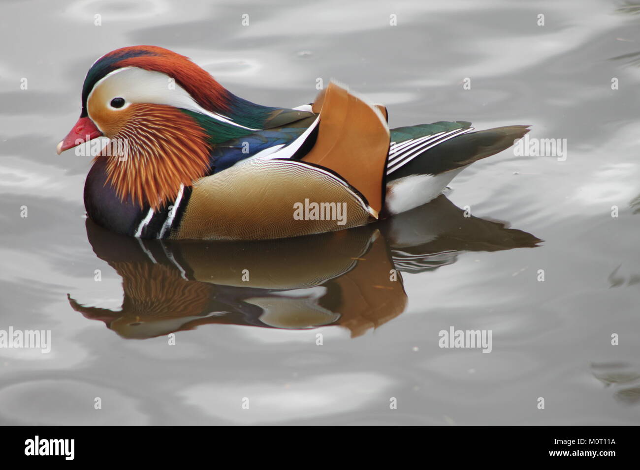 Blue duck falls hi-res stock photography and images - Alamy