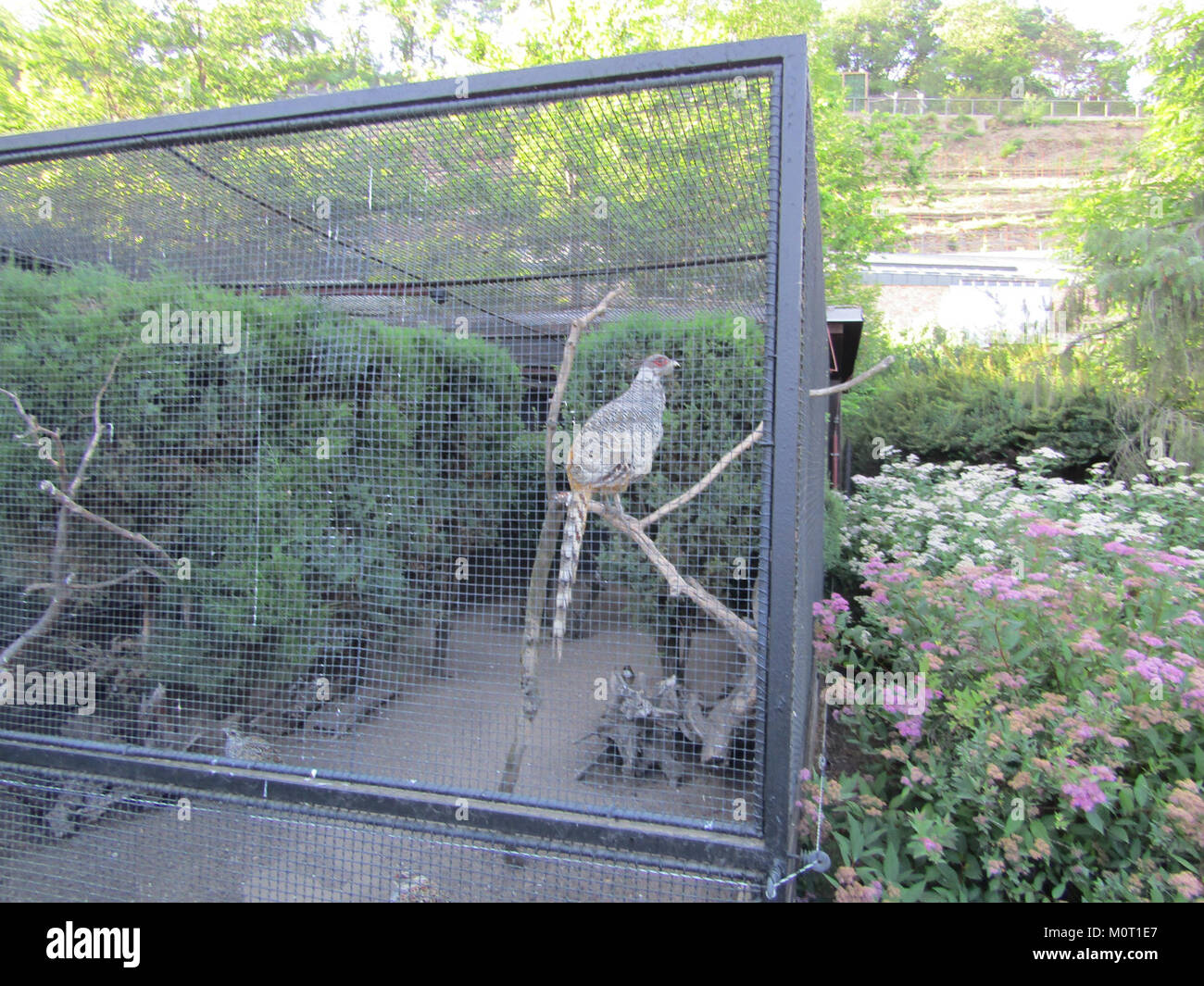 Catreus hi-res stock photography and images - Alamy