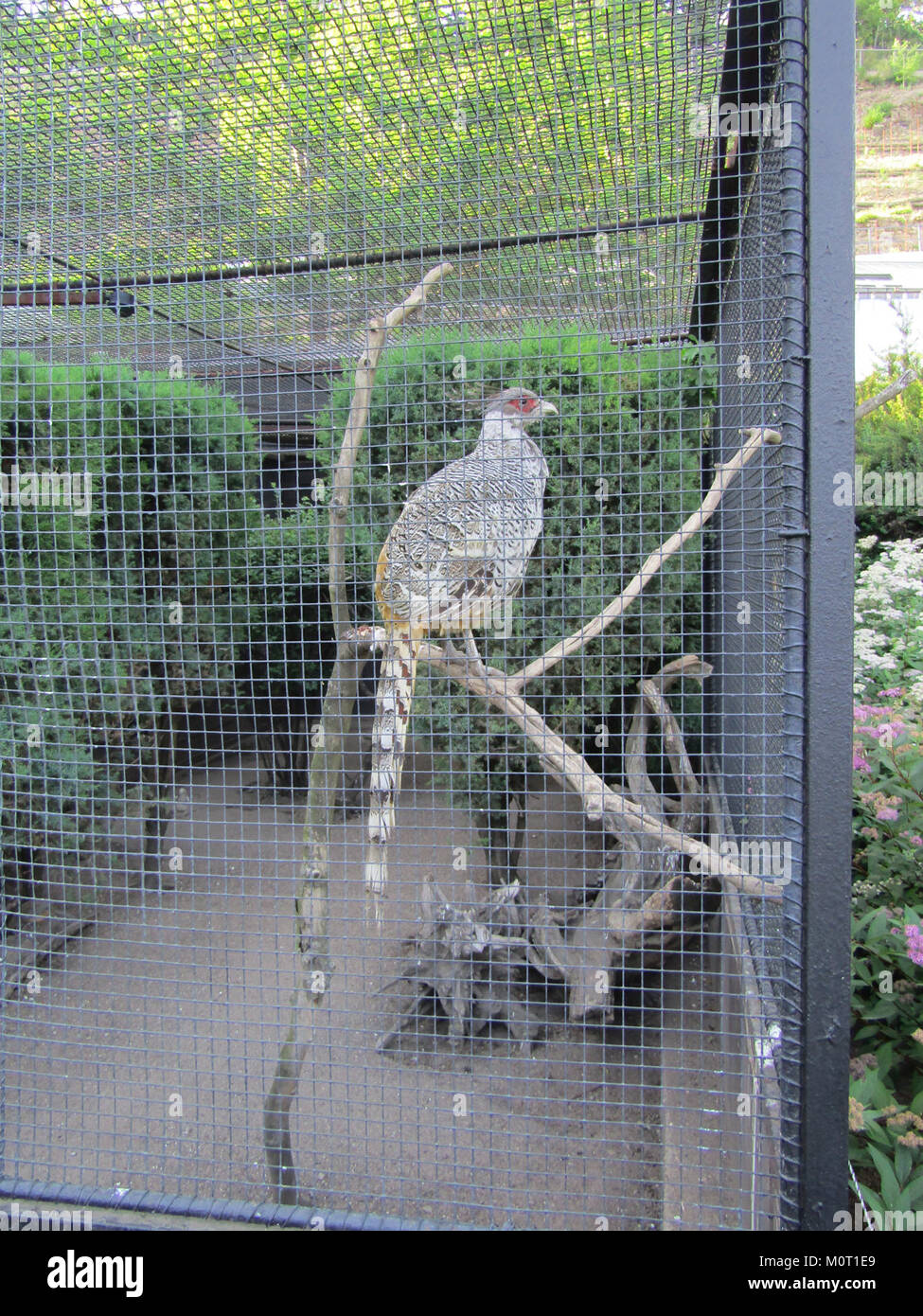 Catreus hi-res stock photography and images - Alamy