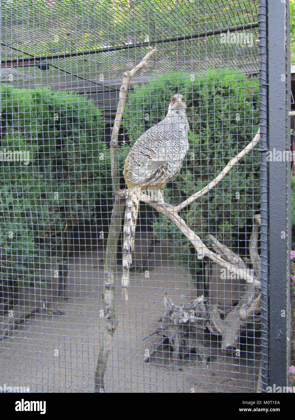 Catreus hi-res stock photography and images - Alamy