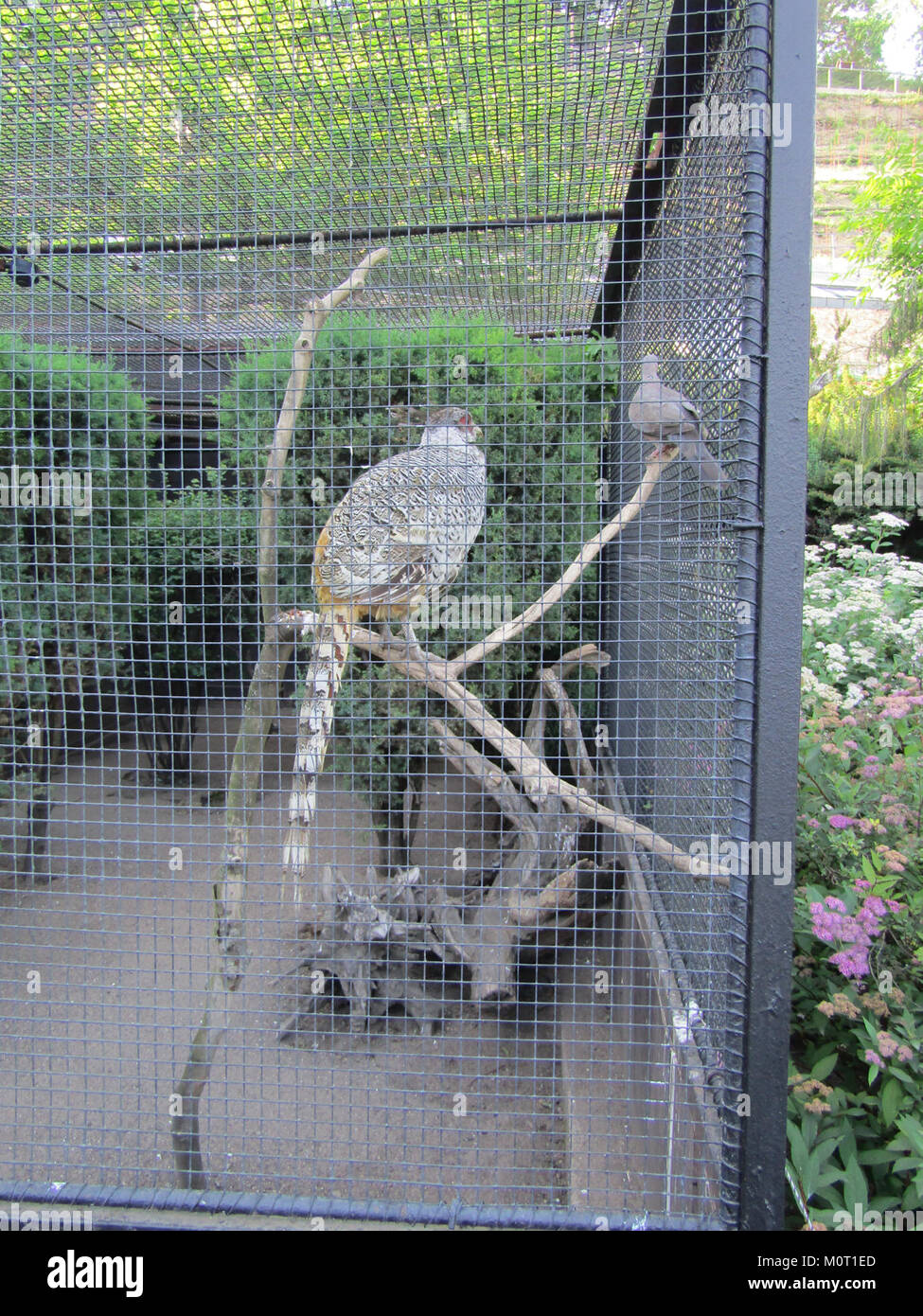 Catreus hi-res stock photography and images - Alamy