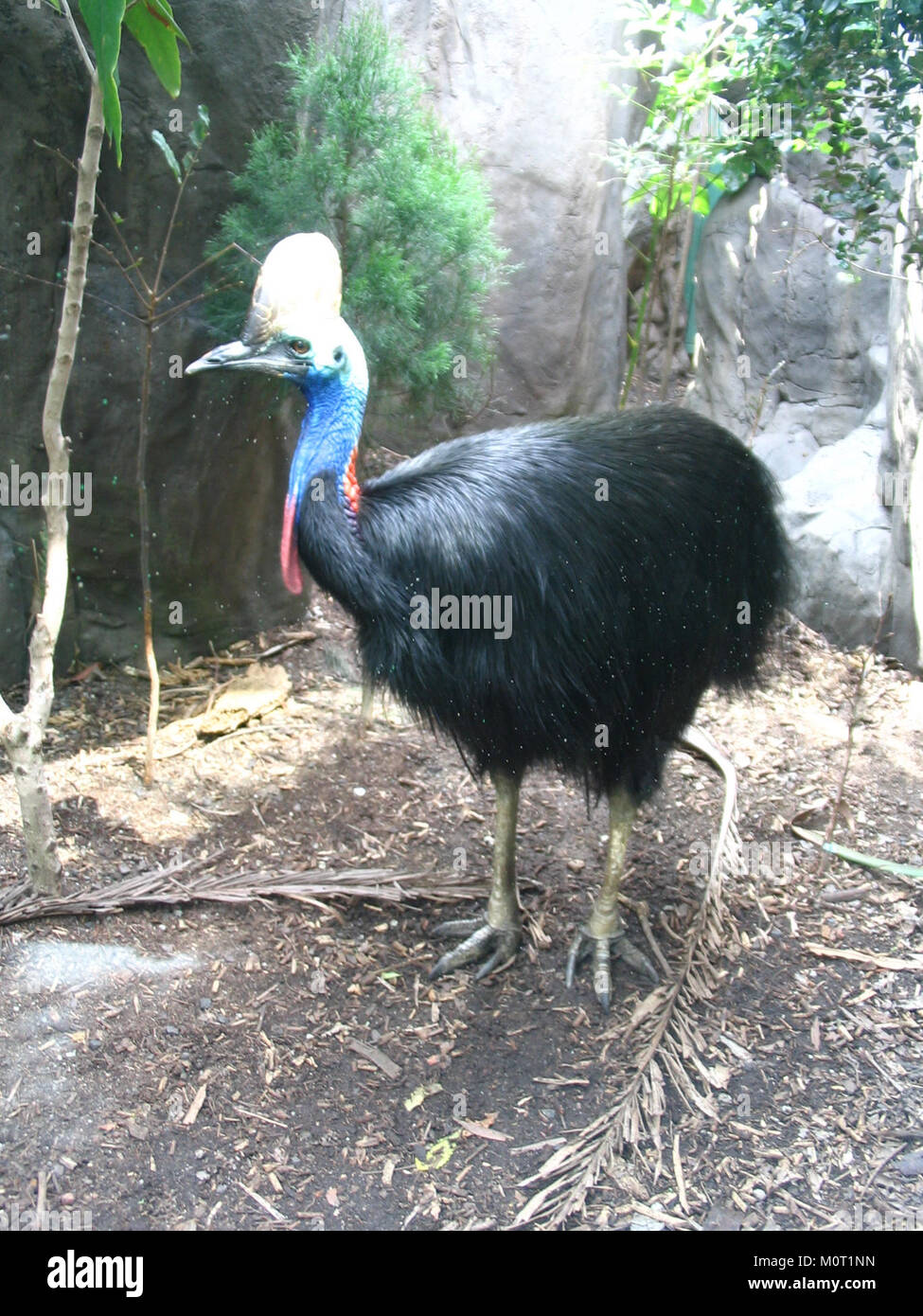 The cassowary (Casuarius casuarius) is a large, flightless bird native ...