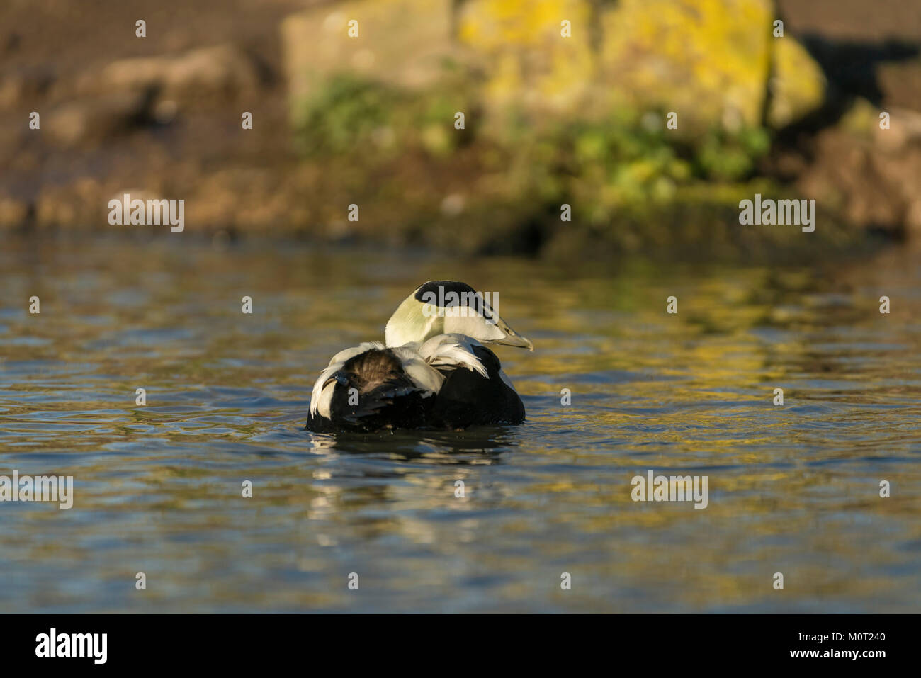Common Eider duck, drake, Somateria mollissima, late winter in breeding ...