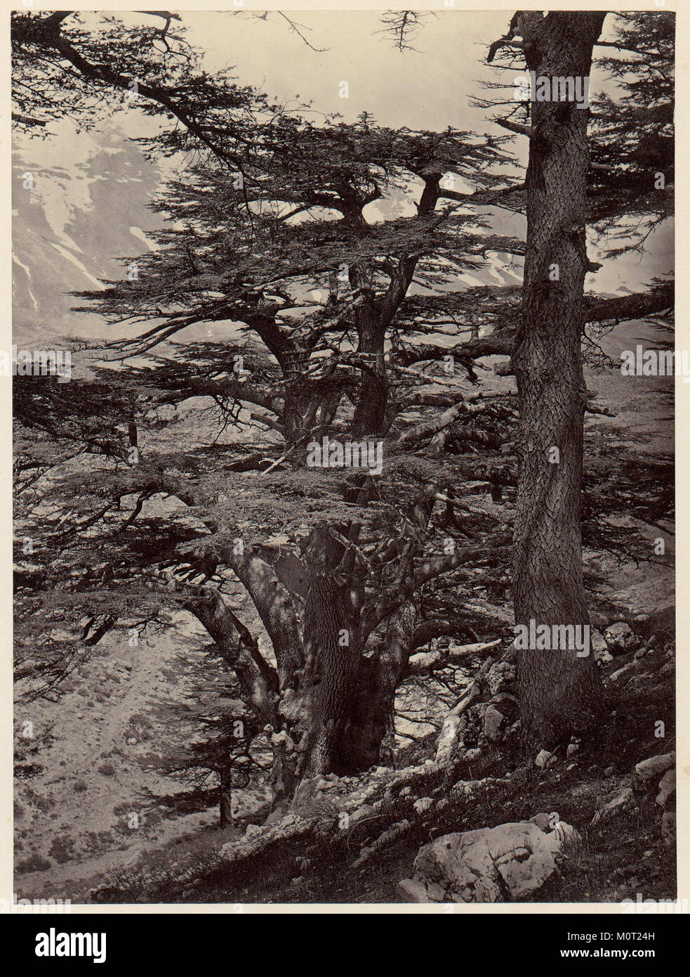 The Cedars of Lebanon, referenced in this image, are a symbol of ...