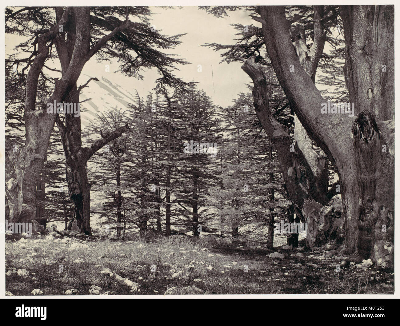The Cedars of Lebanon are a symbol of ancient history and resilience ...