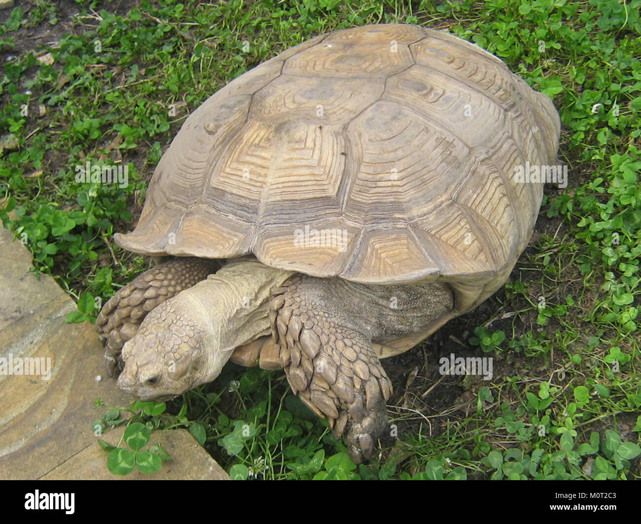 Sahel fauna hi-res stock photography and images - Alamy