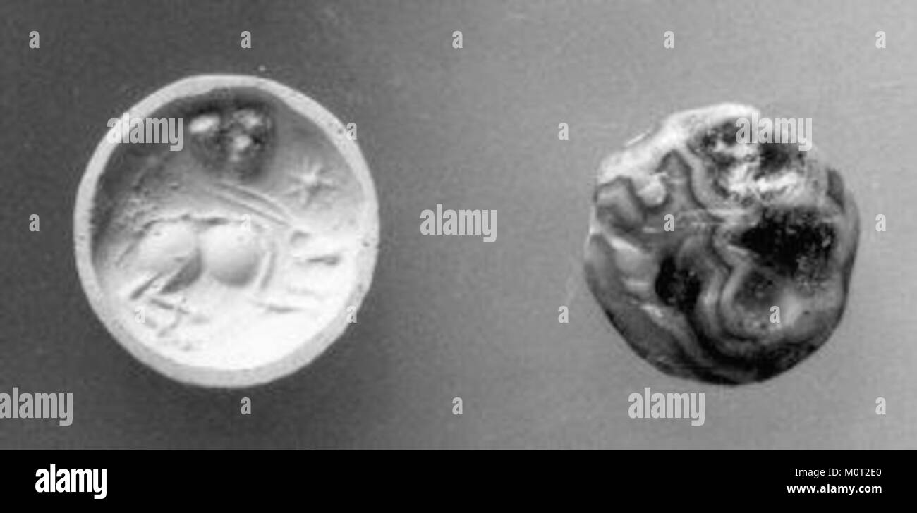 Carinated lentoid seal hi-res stock photography and images - Alamy