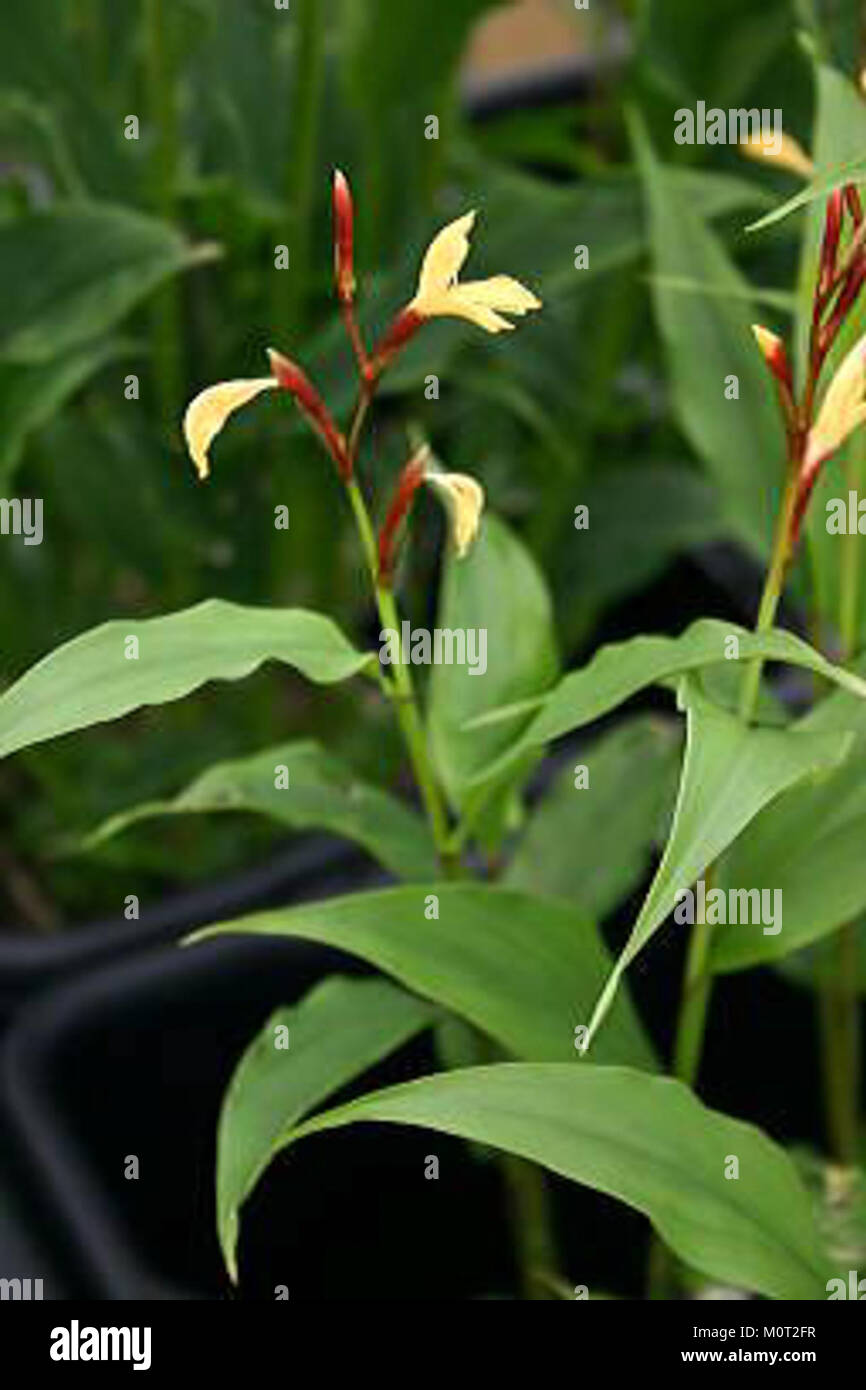 Rare himalayan species hi-res stock photography and images - Alamy