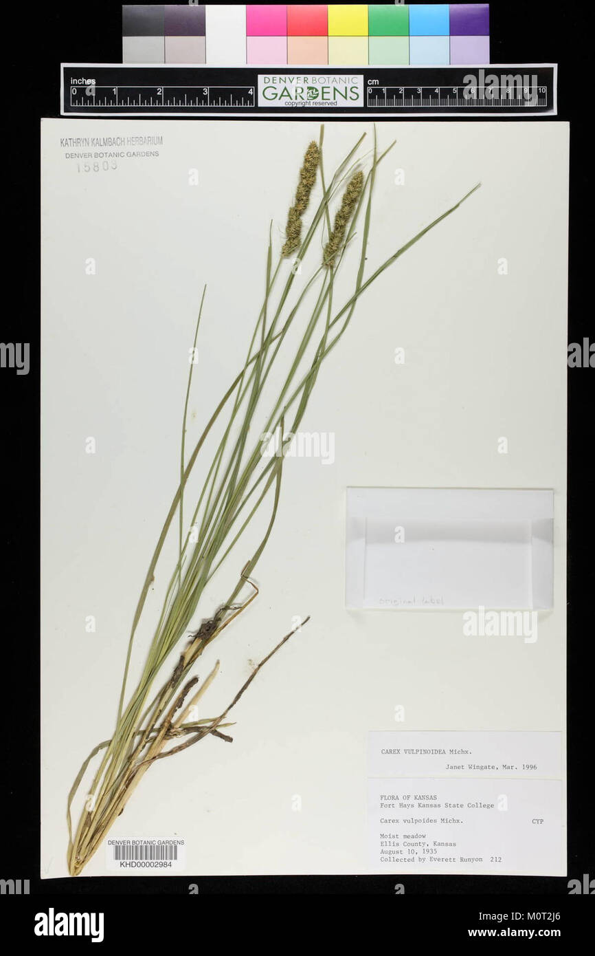 Carex vulpinoidea, also known as fox sedge, is a species of sedge ...