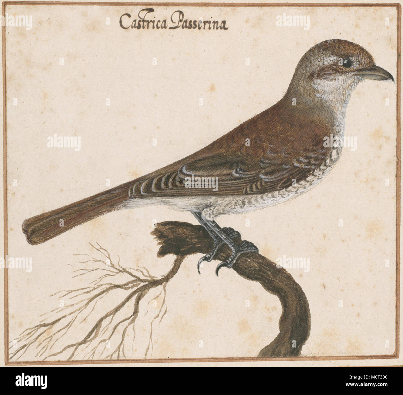 Castrica Passerina is a notable species of bird, recognized for its ...