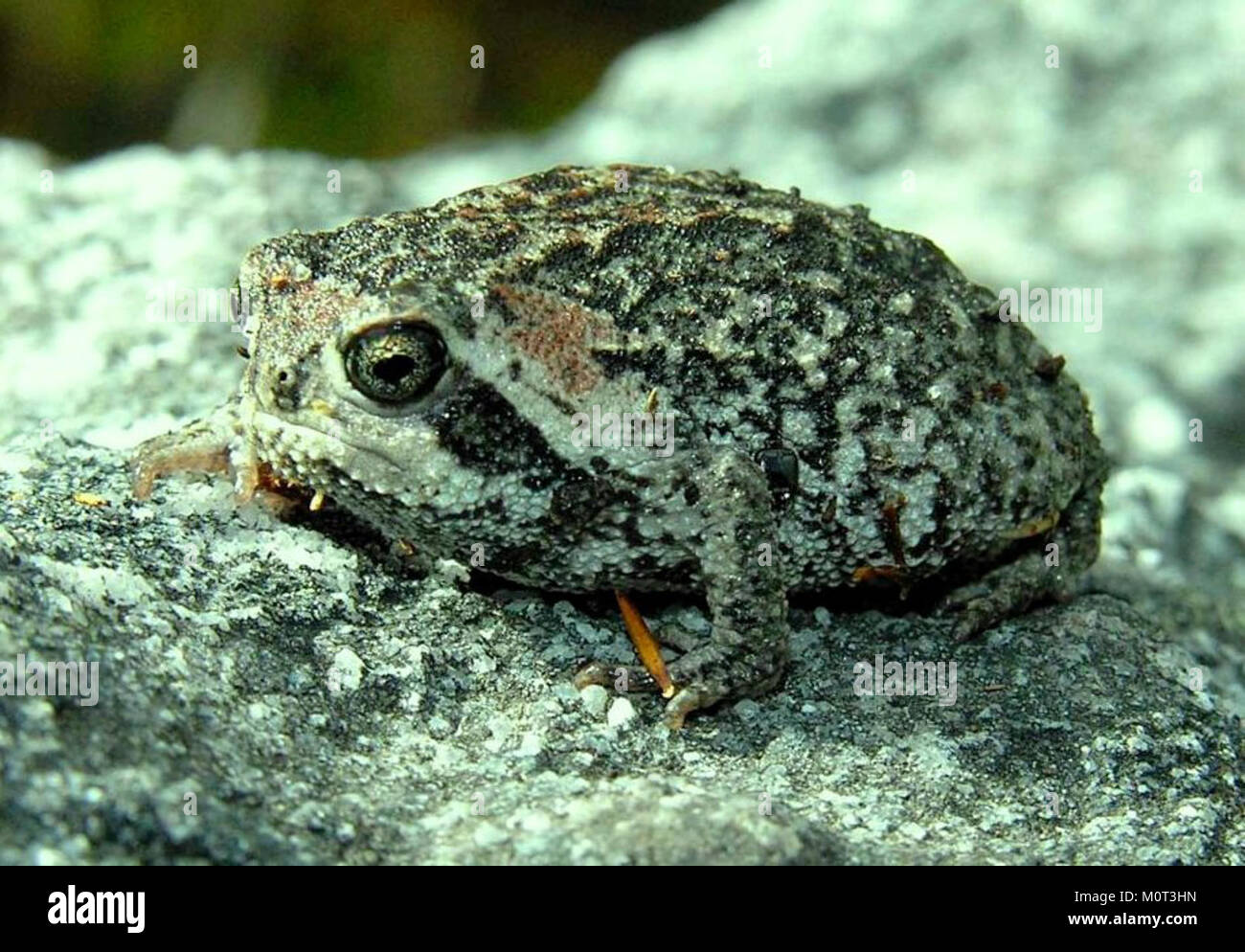 Cape rain frog hi-res stock photography and images - Alamy