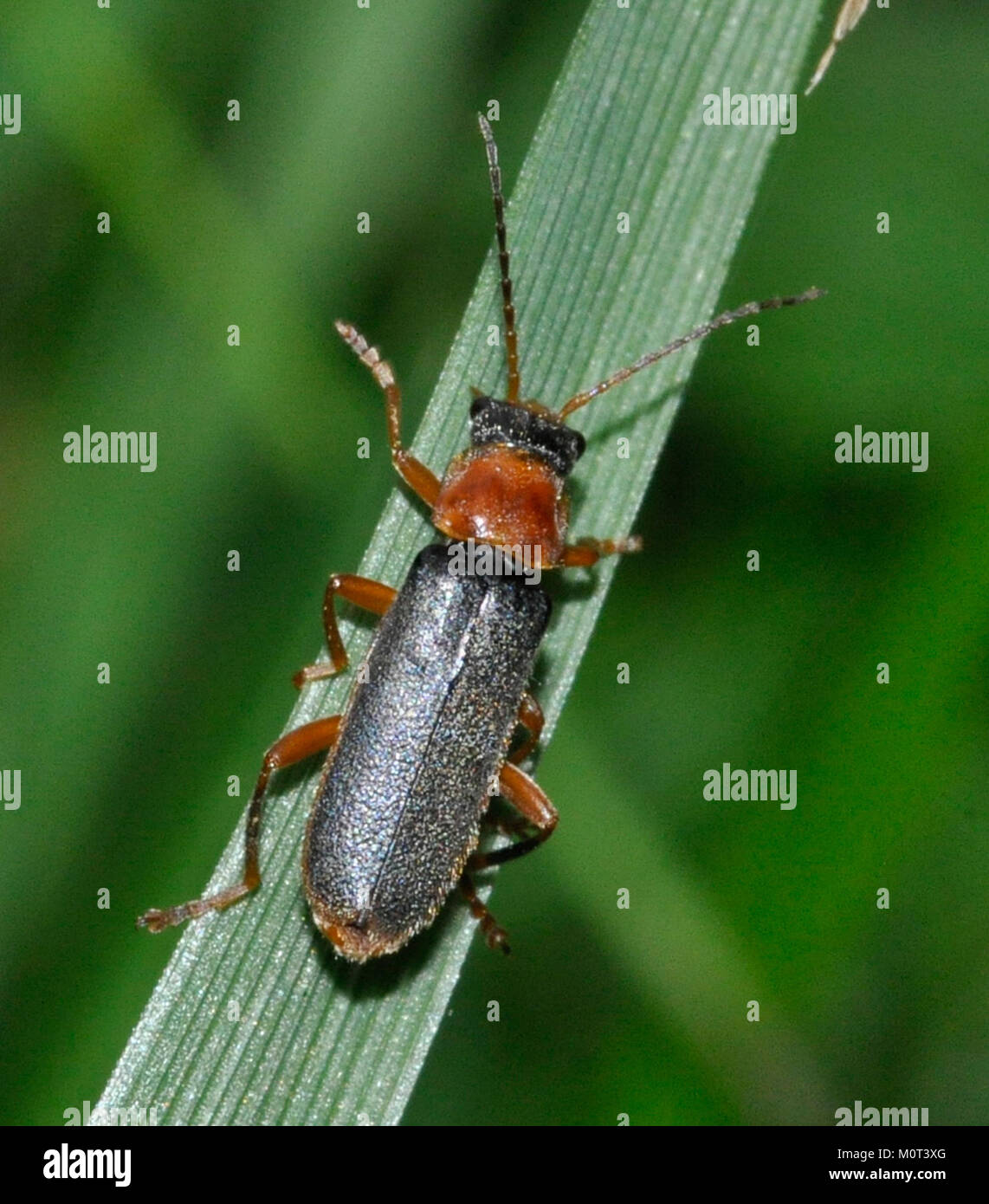 Lampyridae family hi-res stock photography and images - Alamy