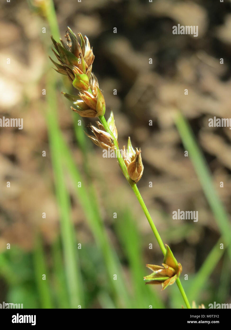 Sedge identification hi-res stock photography and images - Alamy