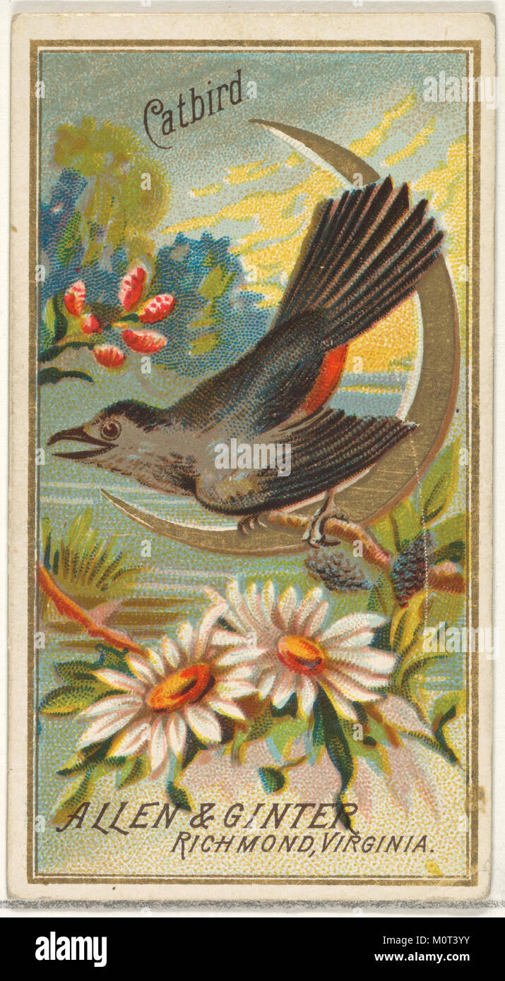 The Catbird, featured in the Birds of America series by John James ...