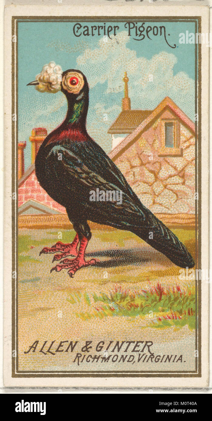 The 'Carrier Pigeon' card is part of the Birds of America series by ...