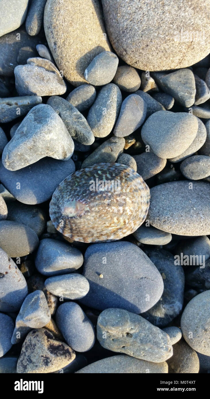 Cellana High Resolution Stock Photography and Images - Alamy