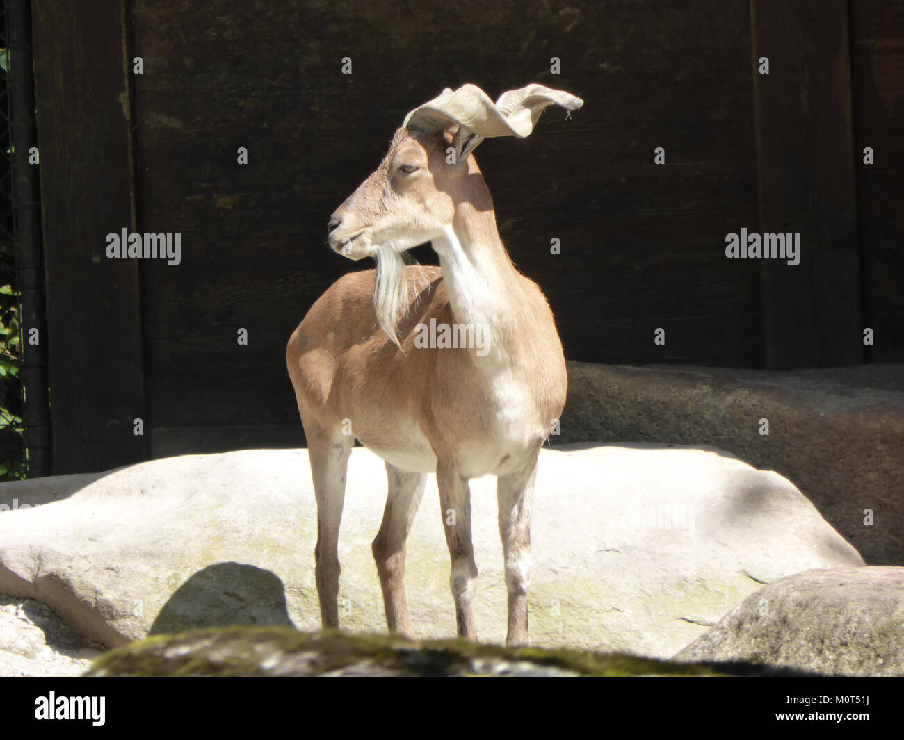Capra falconeri falconeri hi-res stock photography and images - Alamy