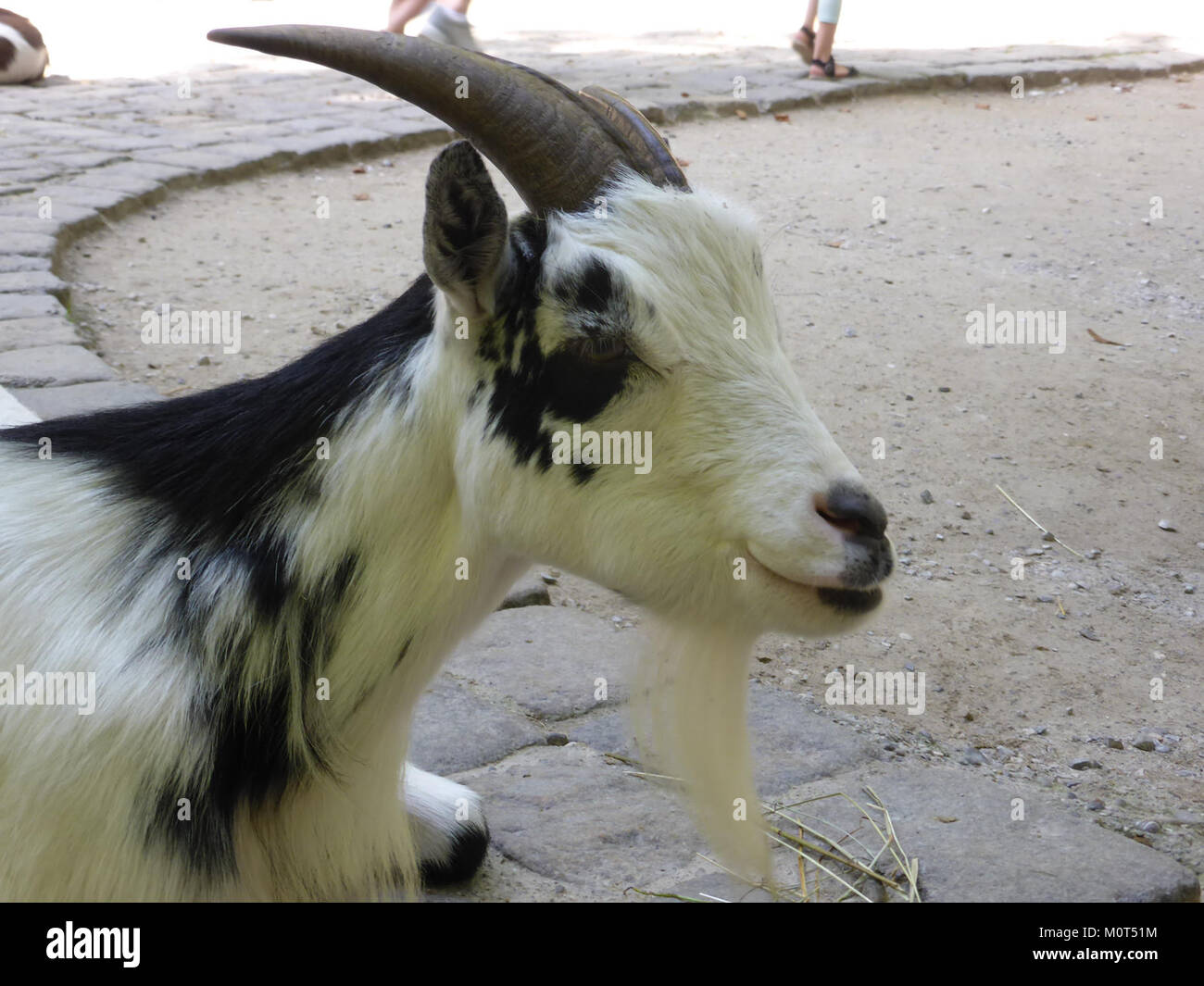 Capra aegagrus hircus, commonly known as the domestic goat, is a ...