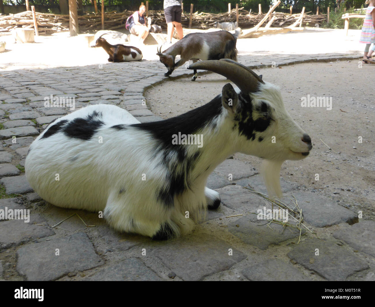 The image displays the domesticated goat species, Capra aegagrus hircus ...