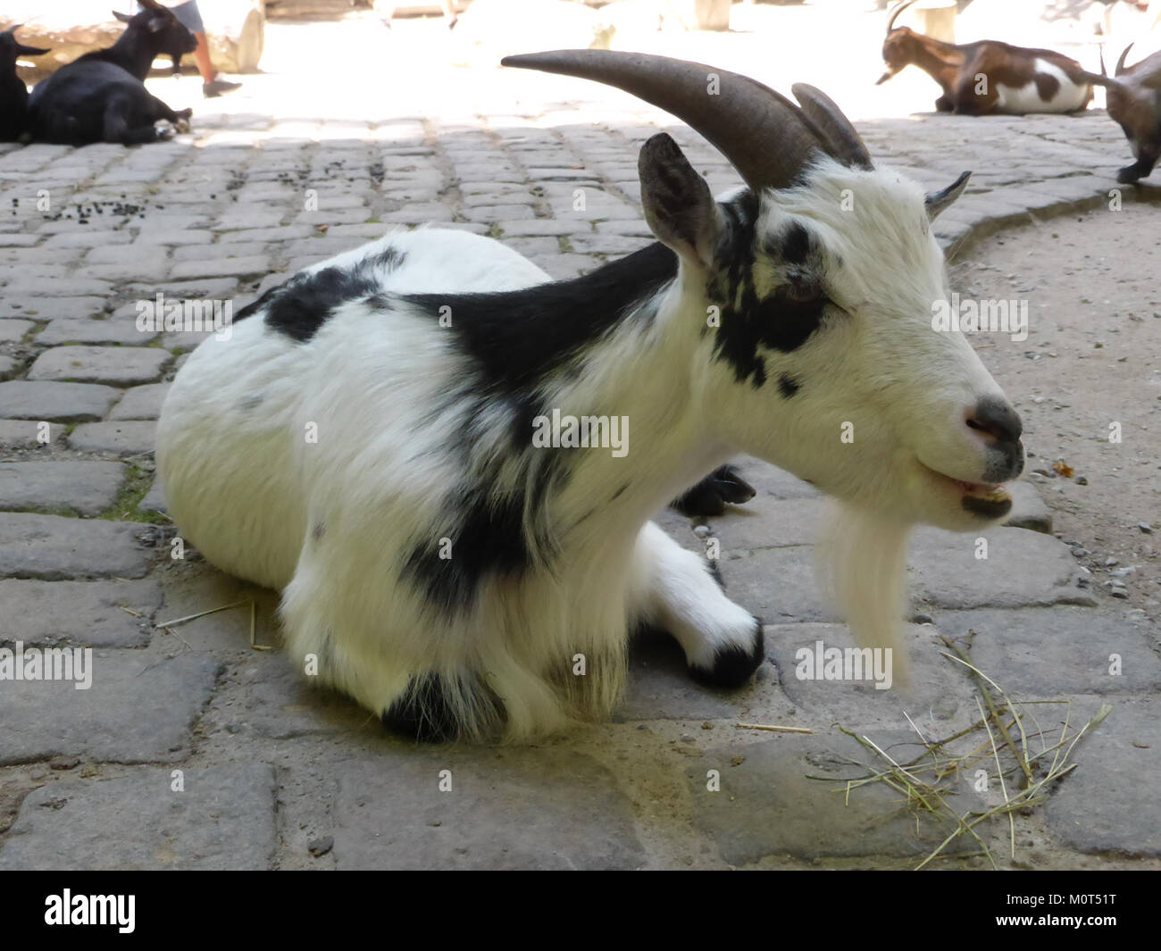 Domesticated scientific classification kingdom hi-res stock photography ...