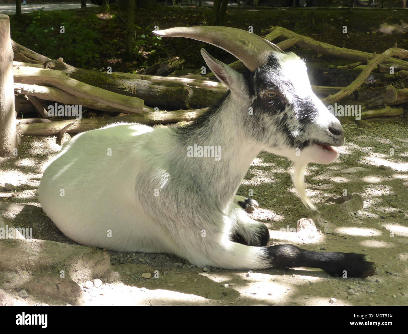 An image of a wild goat species, Capra aegagrus hircus, commonly known ...