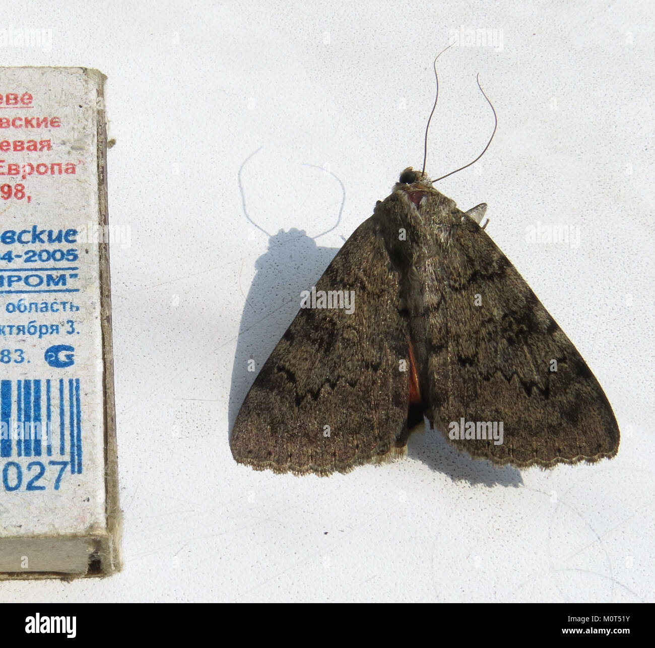 Catocala puerpera is a moth species identified in Kiev. It is known for ...