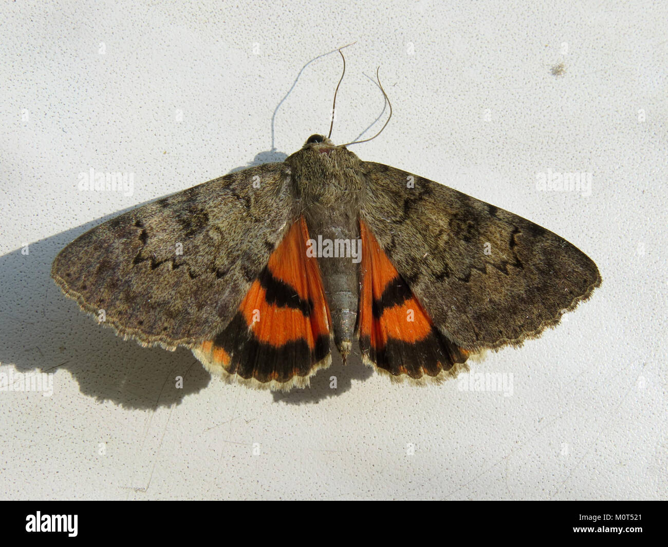 Puerpera hi-res stock photography and images - Alamy