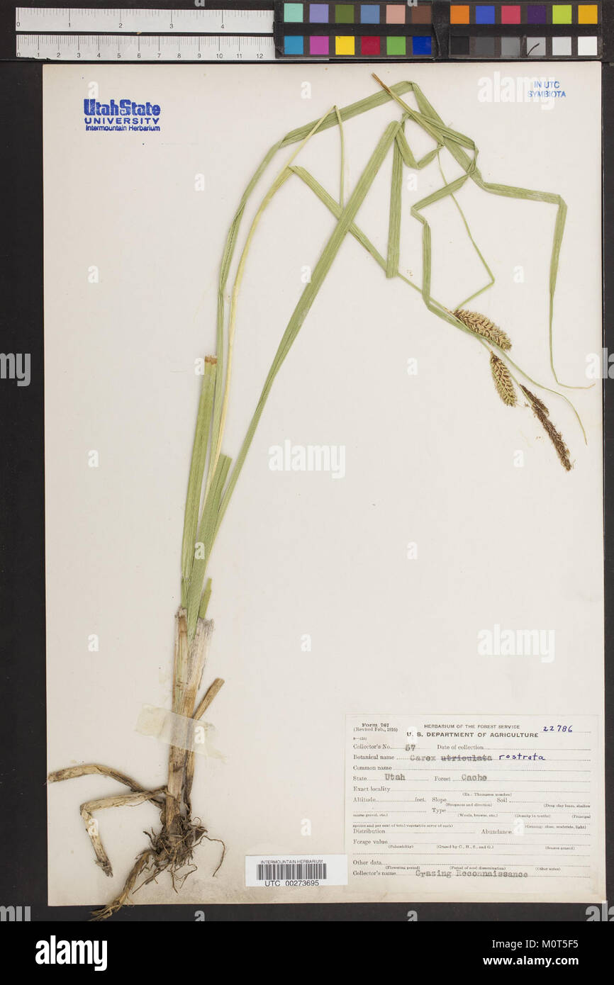 Carex rostrata herbarium (04 Stock Photo - Alamy