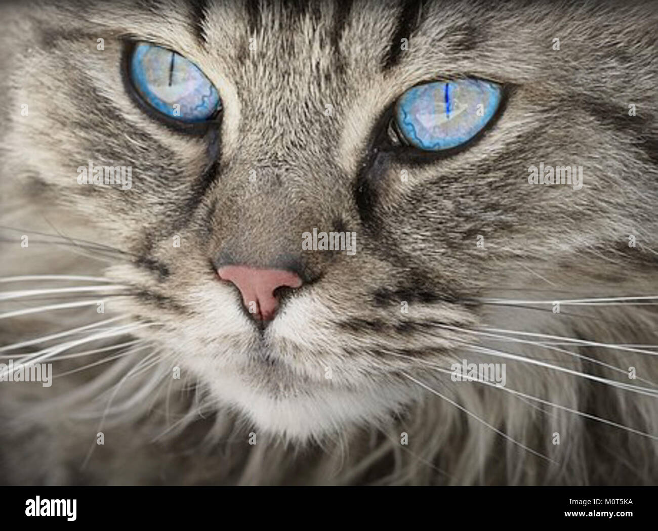 Cat-1508613 340 refers to an identifier for a specific catalogued ...