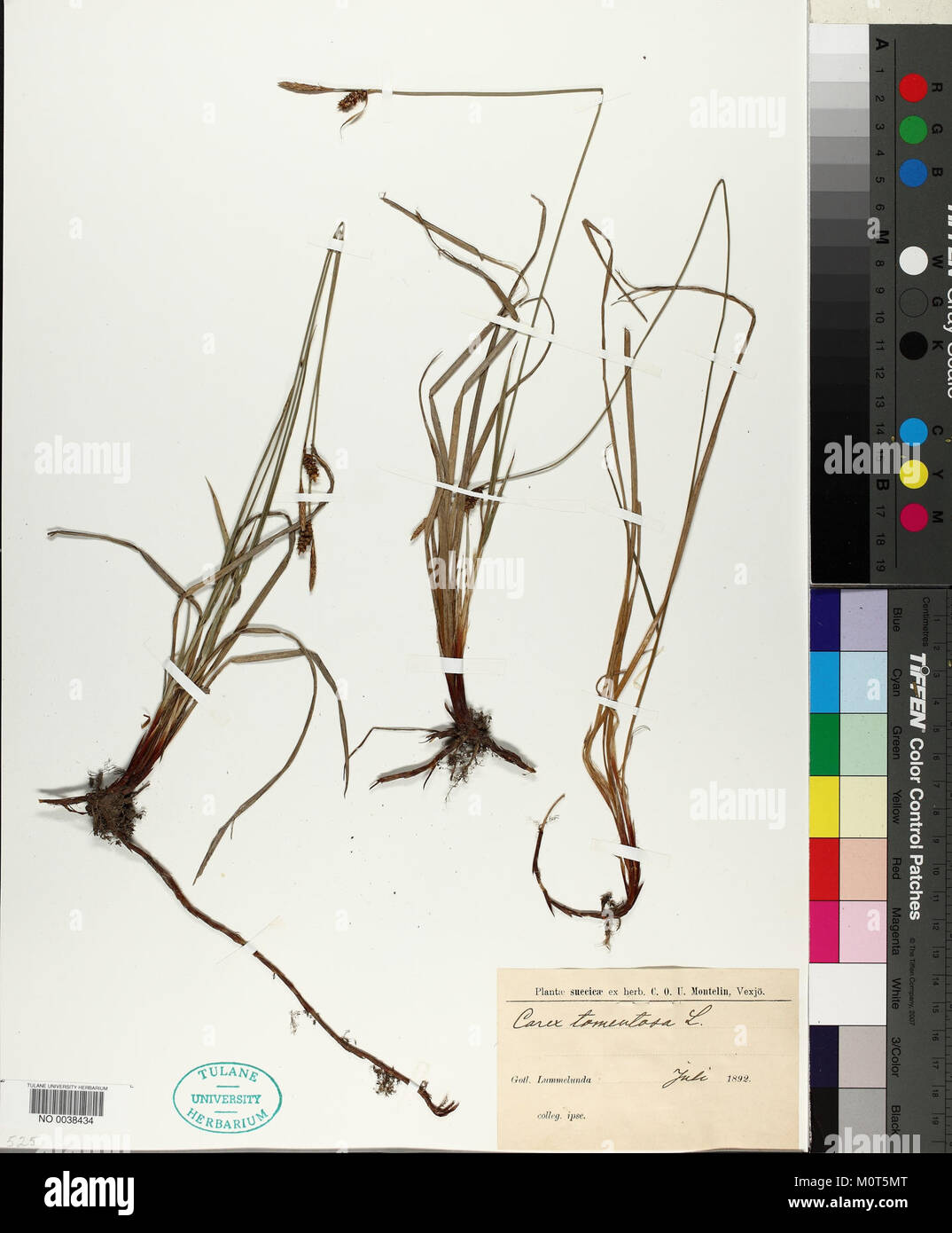 Carex tomentosa is a species of sedge, featured in this herbarium ...