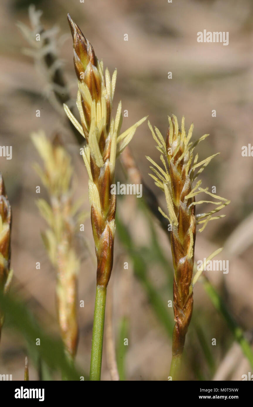 An image of Carex davalliana, commonly known as Davall's sedge ...