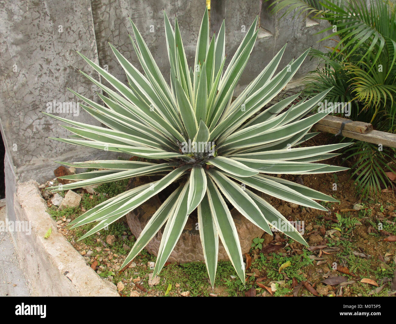Agave Angustifolia High Resolution Stock Photography and Images - Alamy